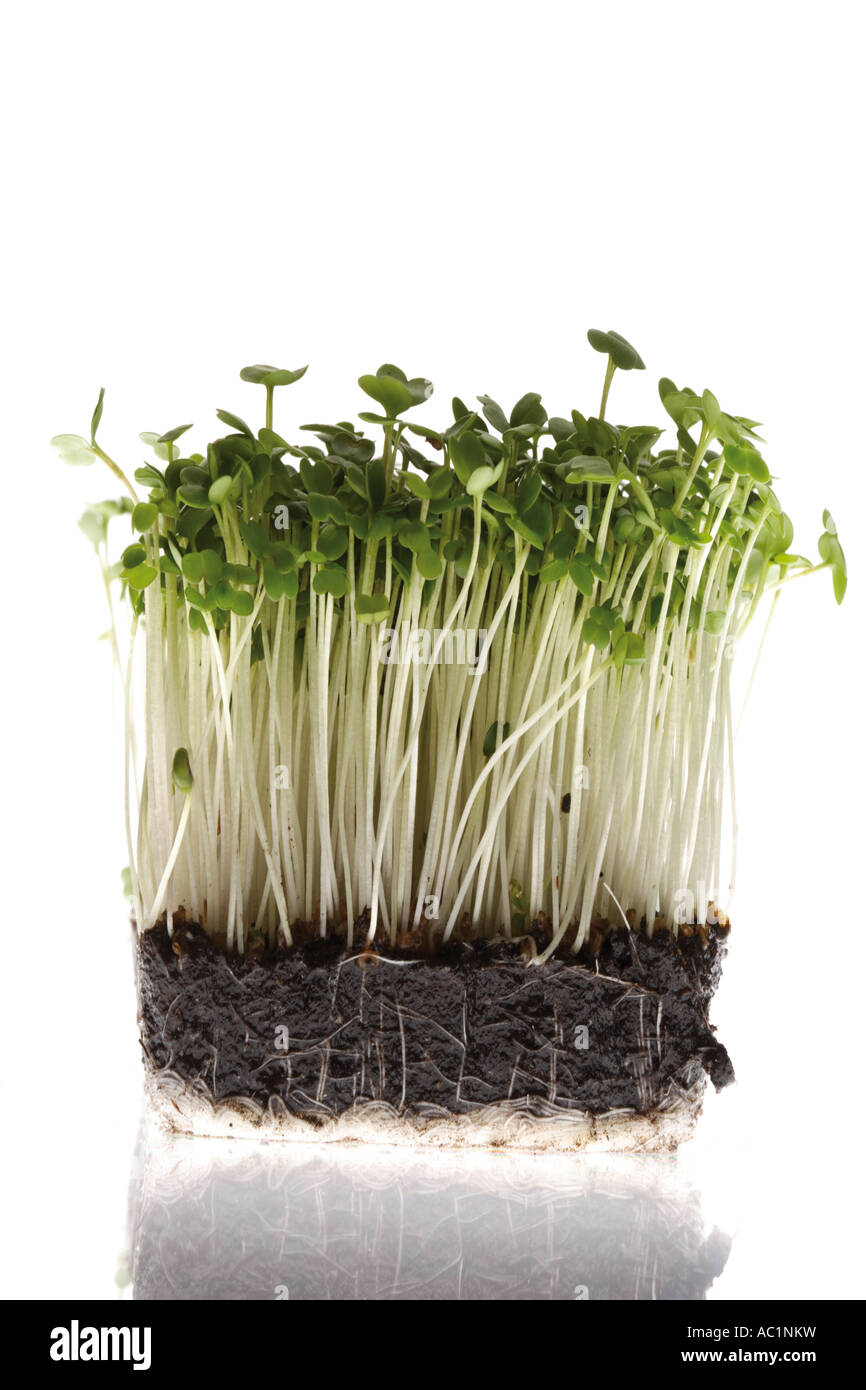 Rocket herb hi-res stock photography and images - Alamy