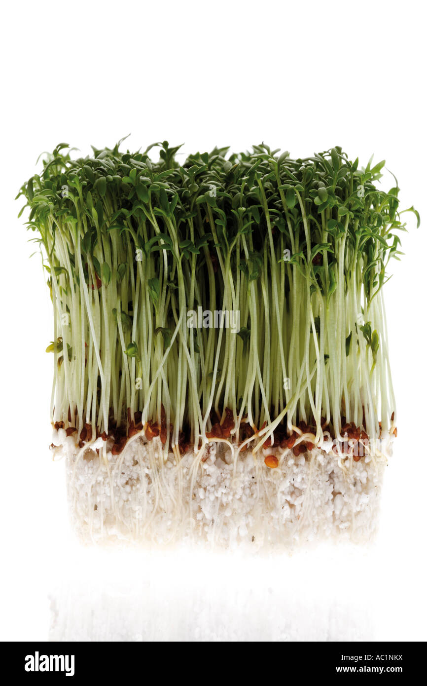 Cresses hi-res stock photography and images - Alamy