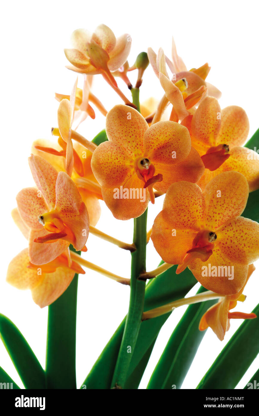 Orange orchid, close-up Stock Photo - Alamy