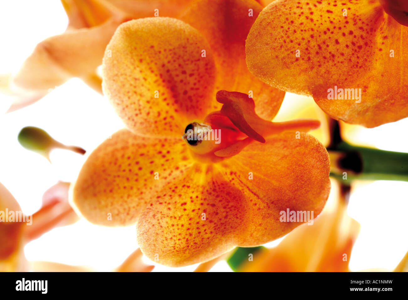 Orange orchid, close-up Stock Photo - Alamy