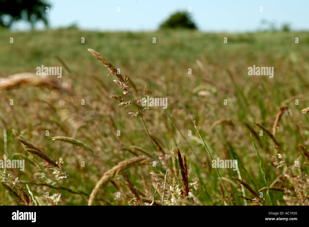 Grass blowing in the wind Stock Photo - Alamy
