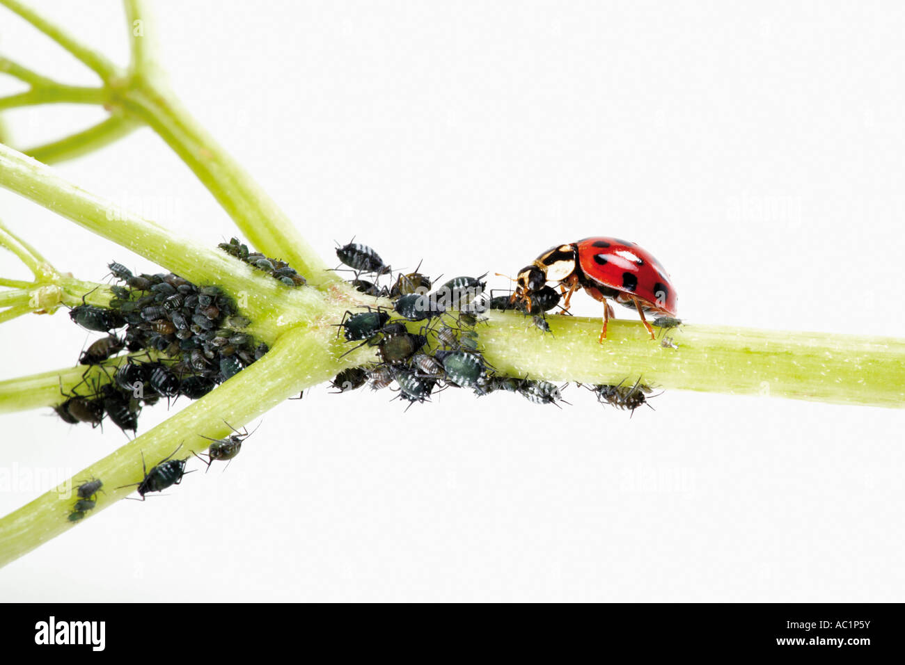 Ladybug eating aphids, close-up Stock Photo - Alamy