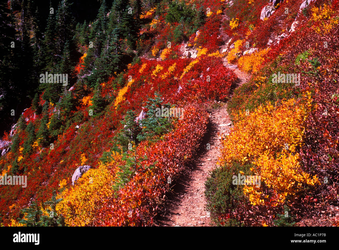 Fall colors along the High Divide Trail in Olympic National Park ...