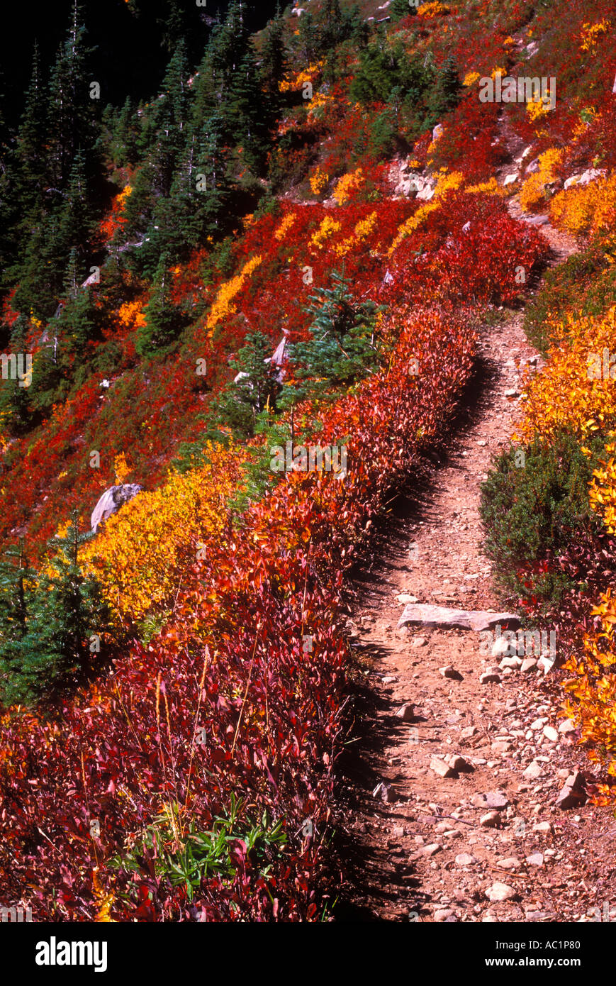 Fall colors along the High Divide Trail in Olympic National Park ...