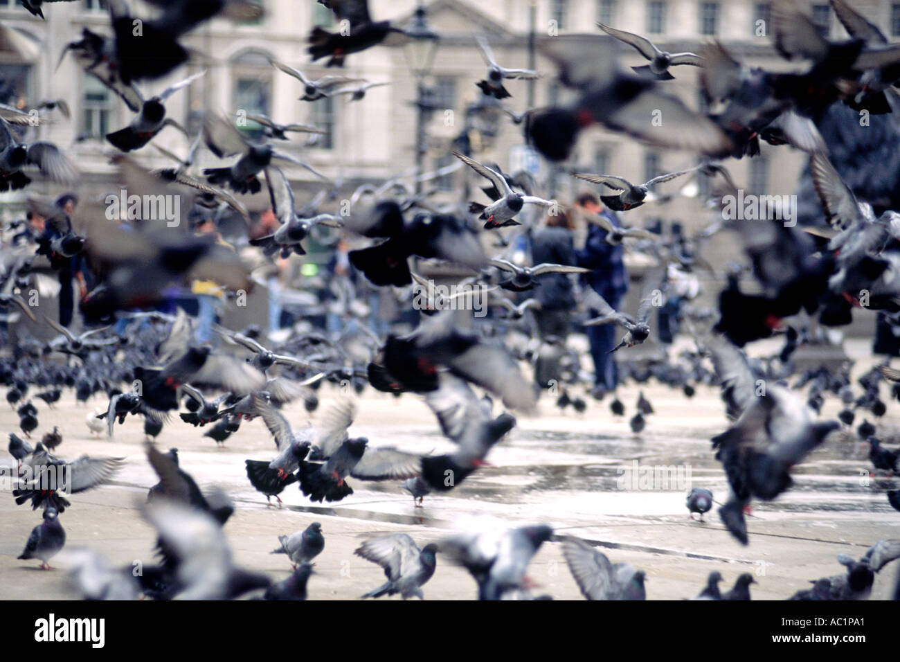 Masses of pigeons flying in Trafalgar Square in London Stock Photo - Alamy