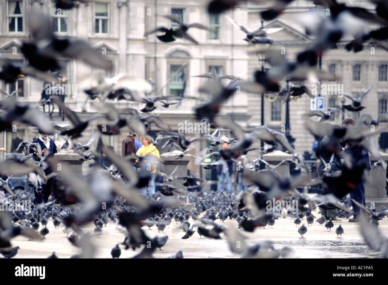 Trafalgar square pigeons hi-res stock photography and images - Alamy