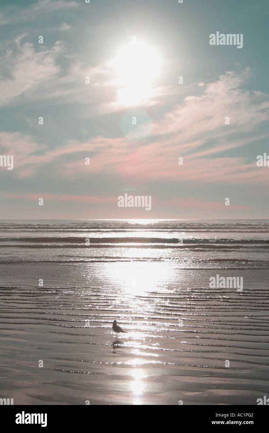 Beach gulls reflections sunset hi-res stock photography and images - Alamy