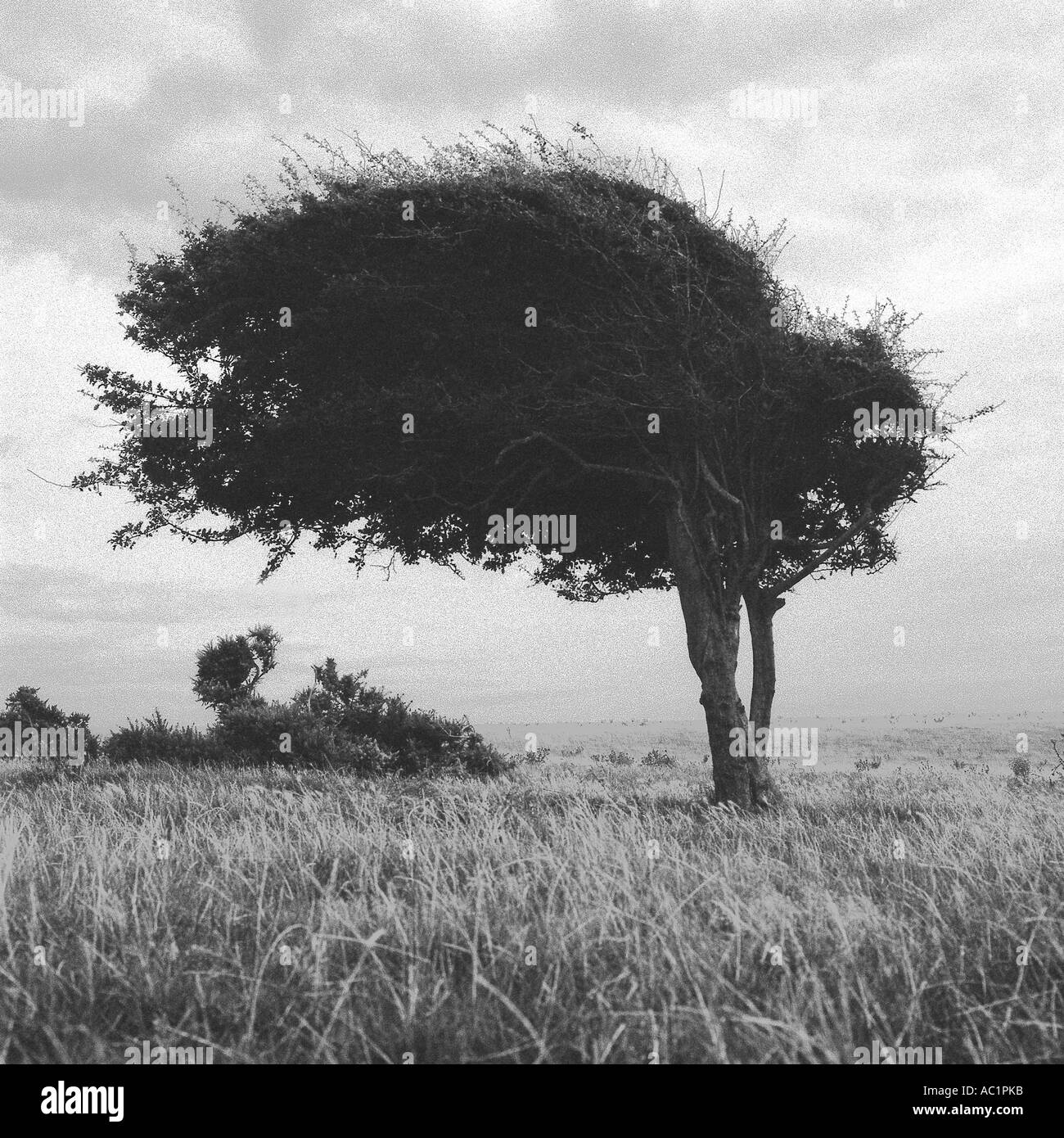 Windswept tree hi-res stock photography and images - Alamy