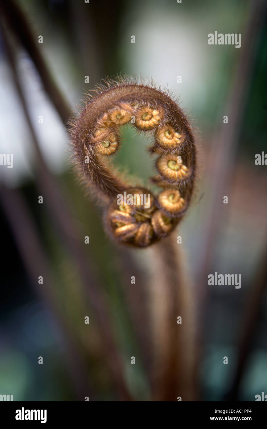 Curled Tree Fern Frond High Resolution Stock Photography and Images - Alamy