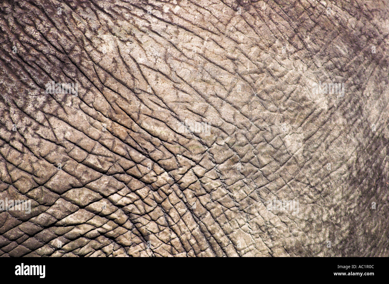 Close up of African elephants skin Stock Photo - Alamy