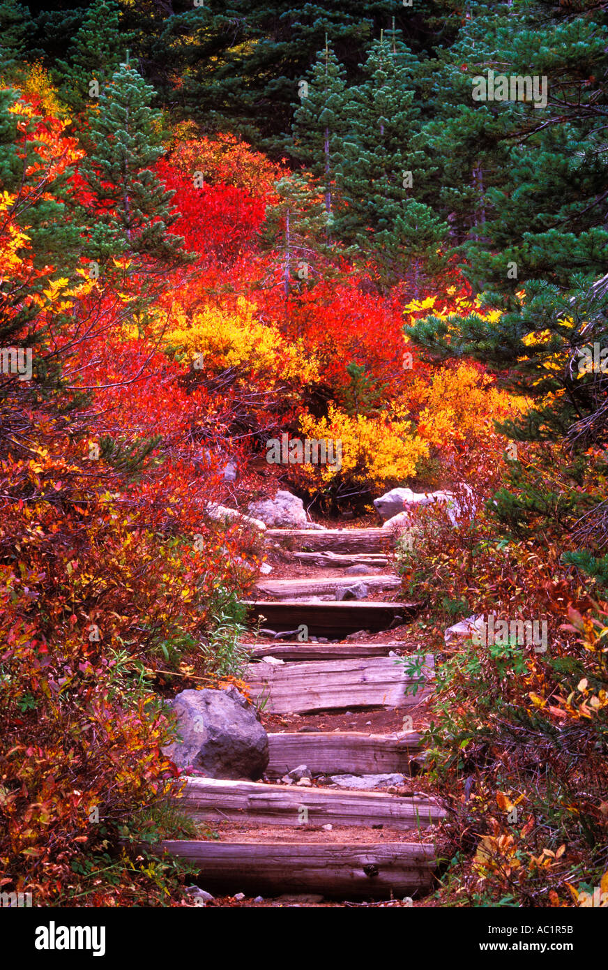 Fall colors along The Lakes Trail in Mount Raineir National Park ...