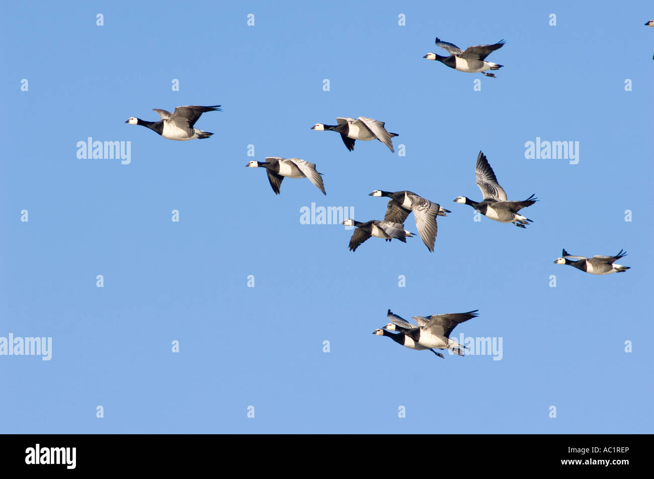 Flying geese hi-res stock photography and images - Alamy