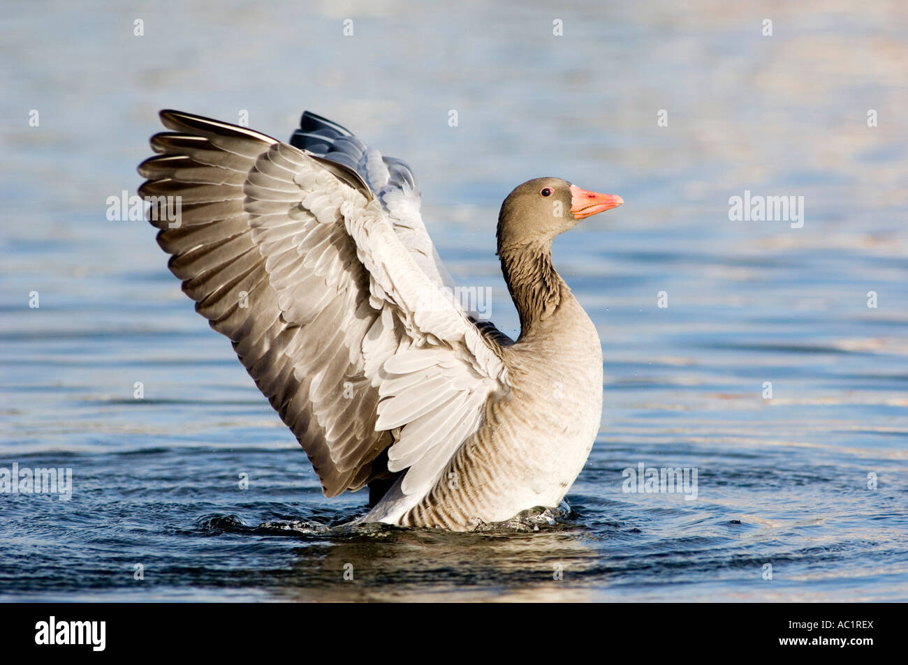 Grey goose on lake Stock Photo - Alamy
