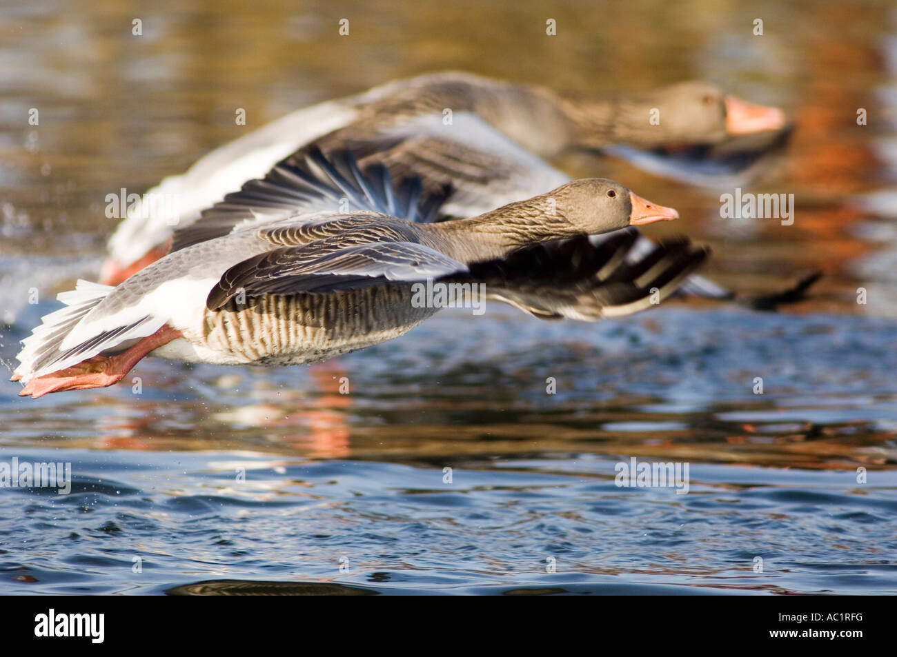 Grey geese on lake Stock Photo - Alamy