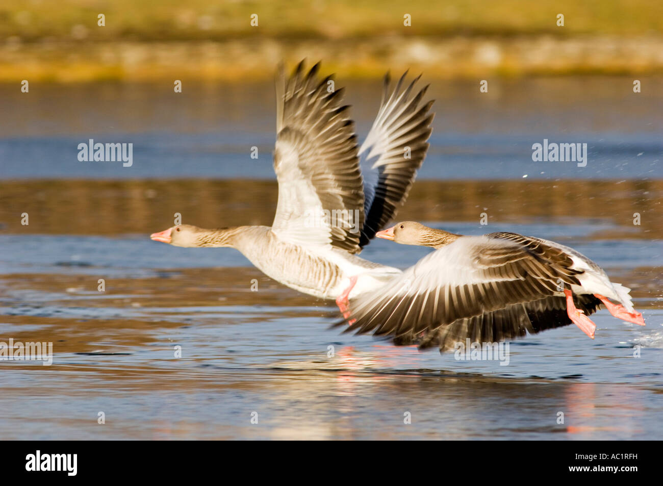 Grey geese on lake Stock Photo - Alamy