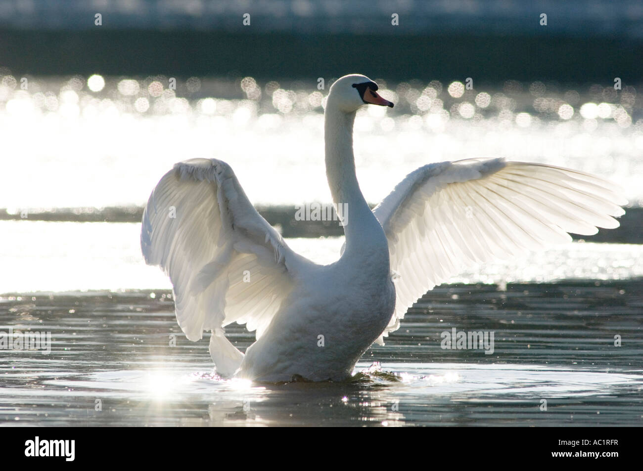 Mute swan, close-up Stock Photo - Alamy