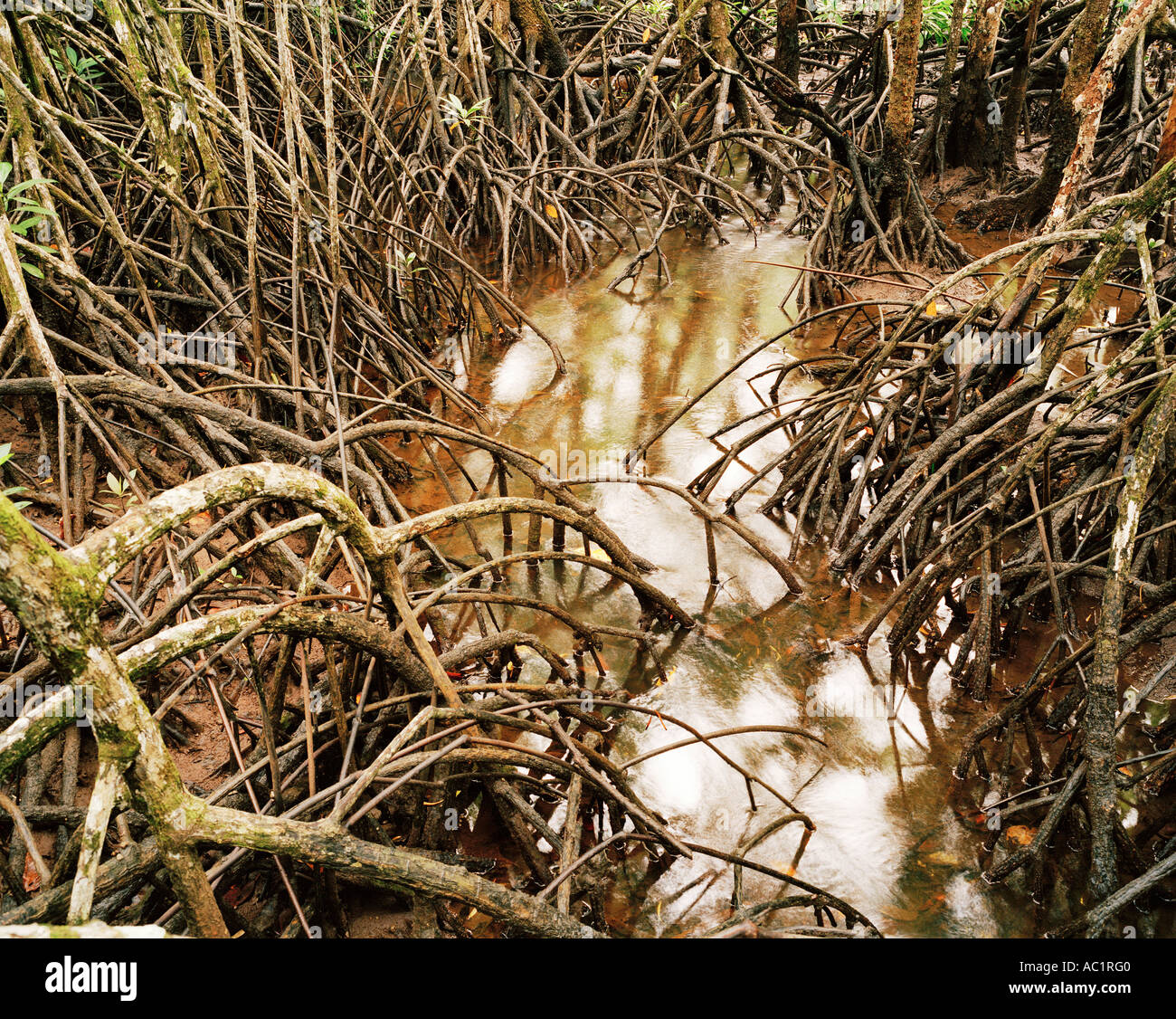 Mangrove swamp northern queensland australia hi-res stock photography ...
