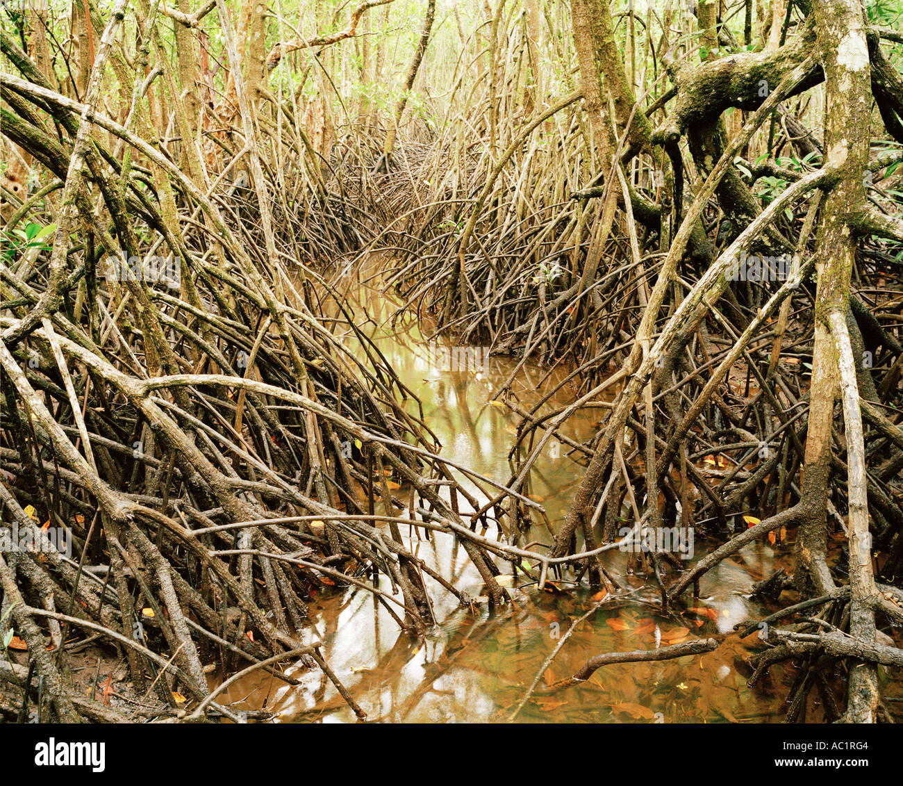 Mangrove swamp in Queensland Australia Stock Photo - Alamy