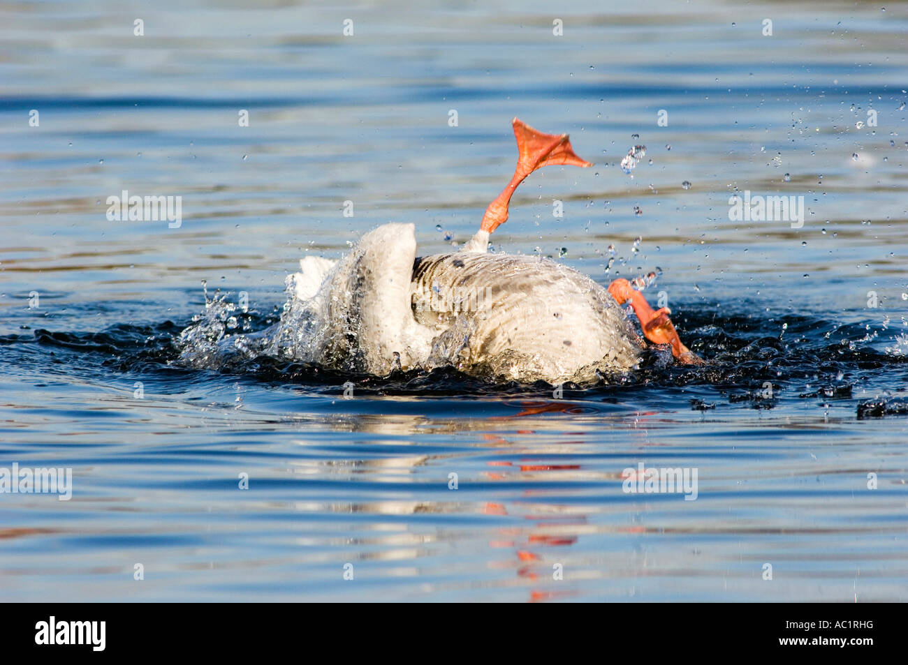 Diving grey goose, close-up Stock Photo - Alamy
