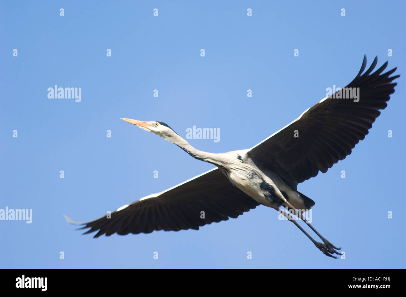 Flying grey heron hi-res stock photography and images - Alamy