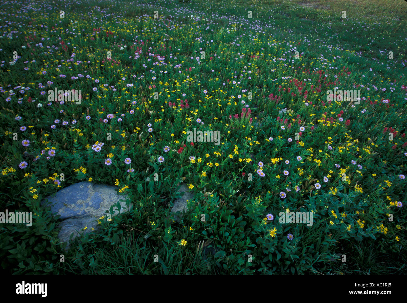 Mountain wildflowers in August in Glacier National Park Montana Stock ...
