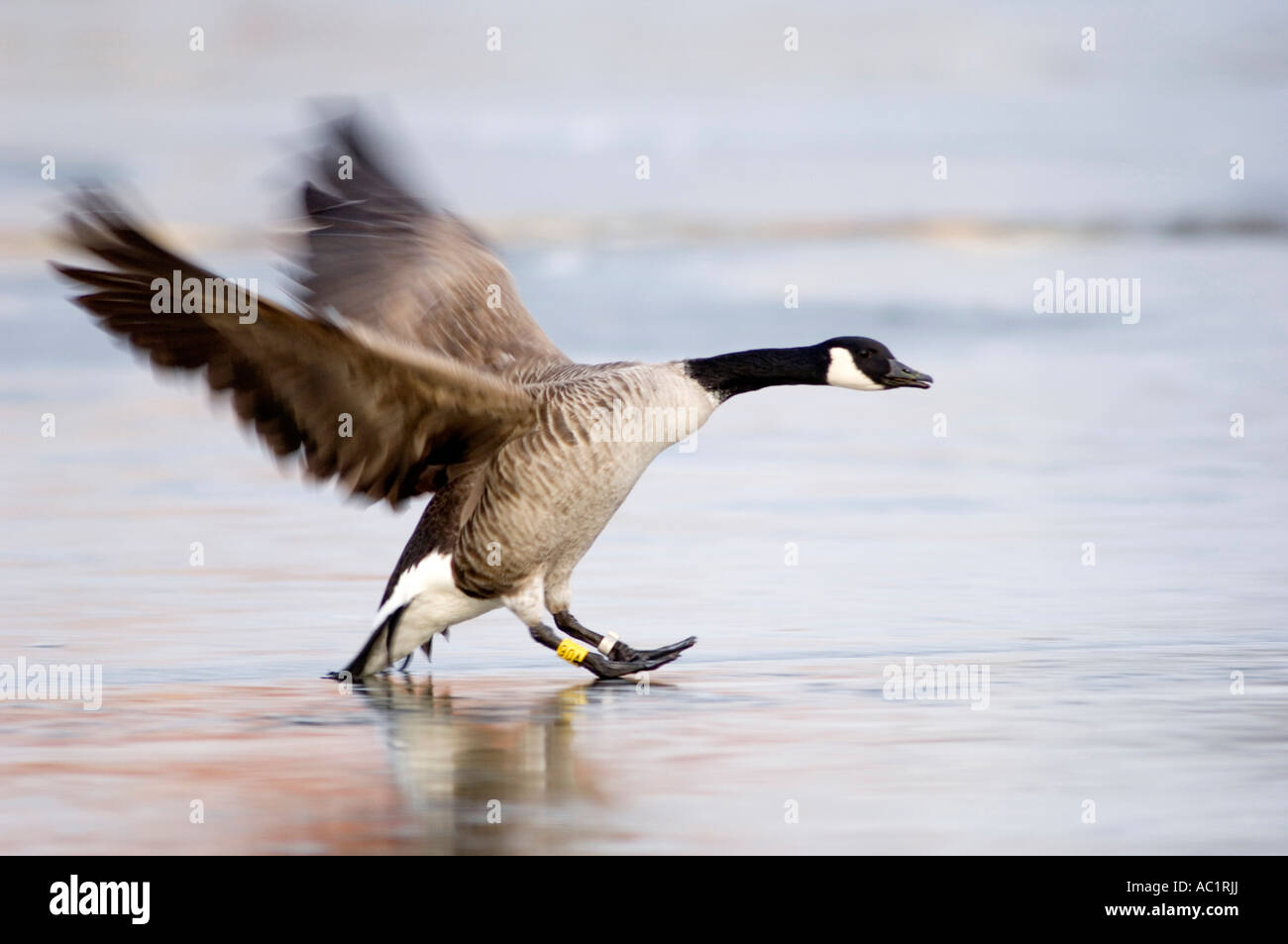 Canada goose, close-up Stock Photo - Alamy