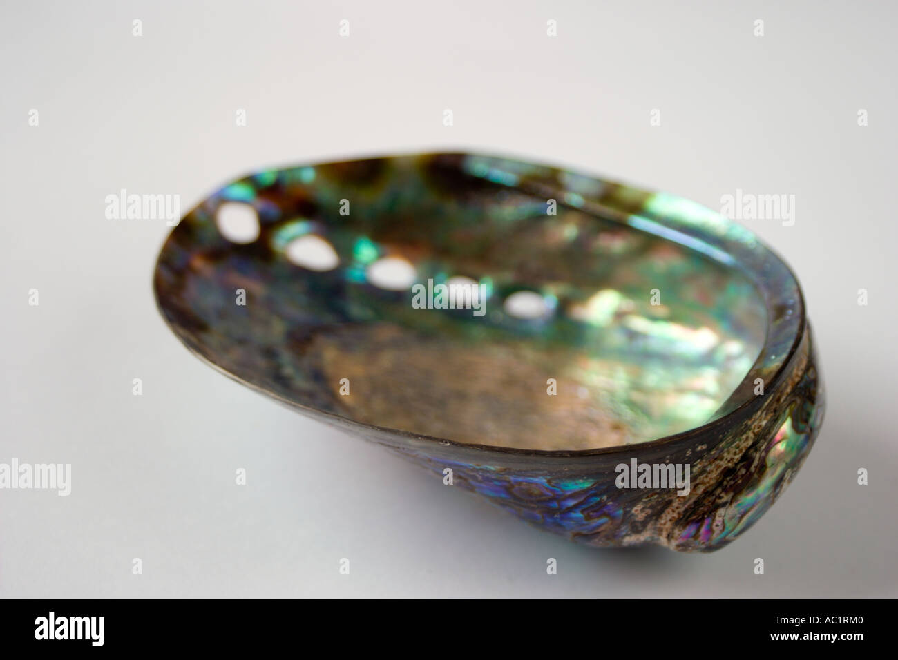 unusual shell on white background Stock Photo - Alamy