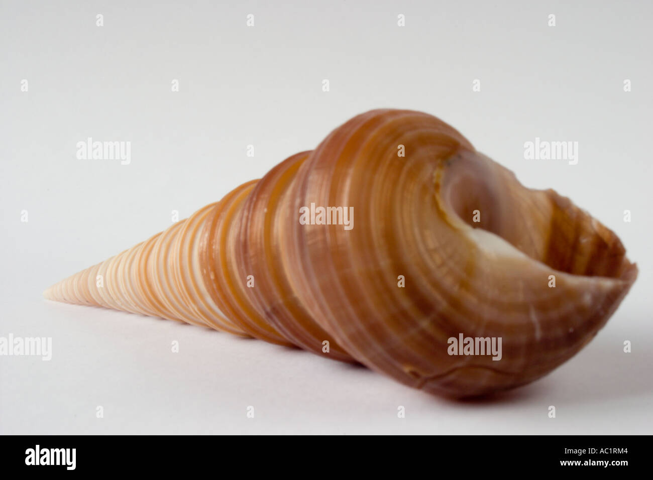 unusual shell on white background Stock Photo - Alamy