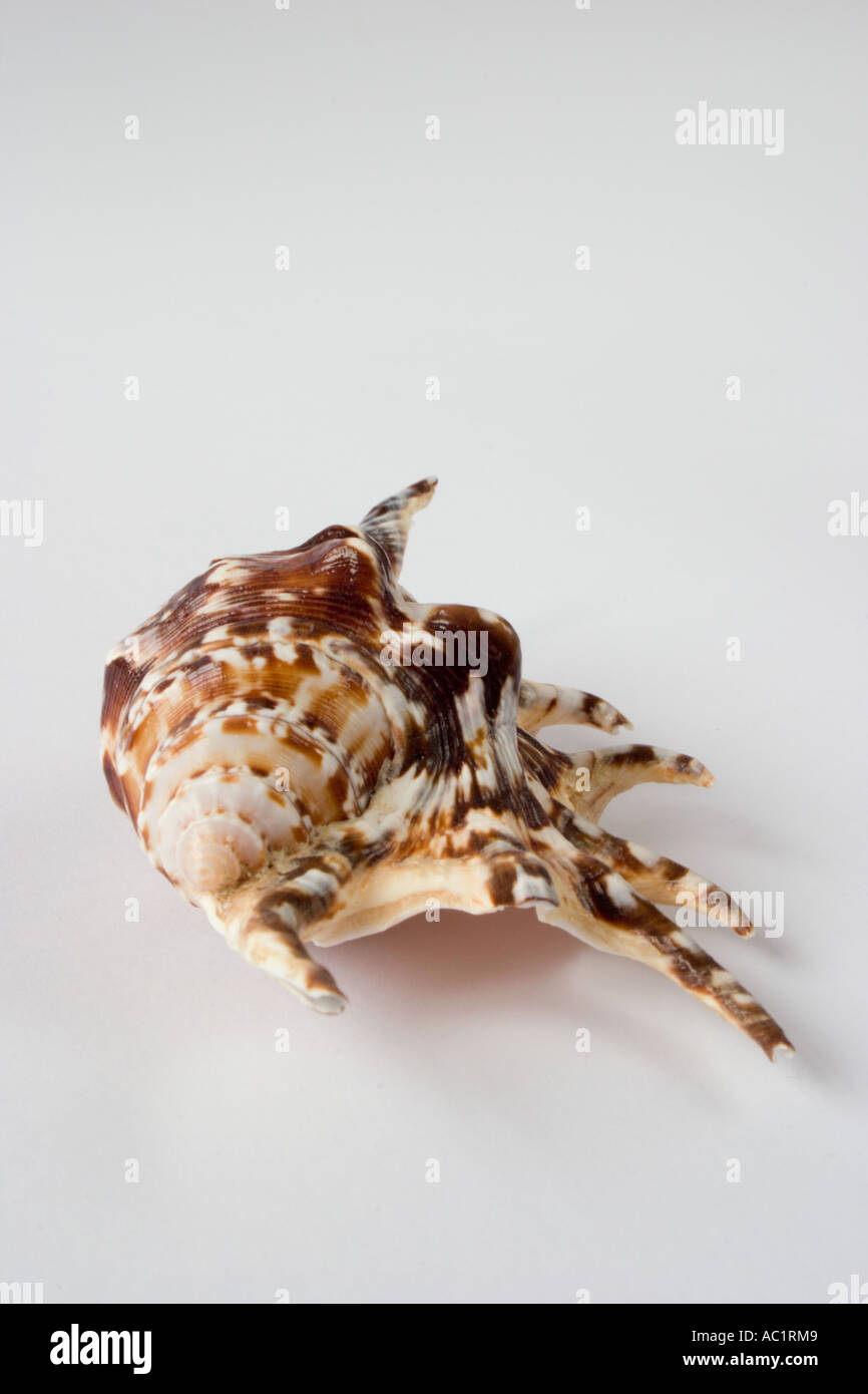 unusual shell on white background Stock Photo - Alamy