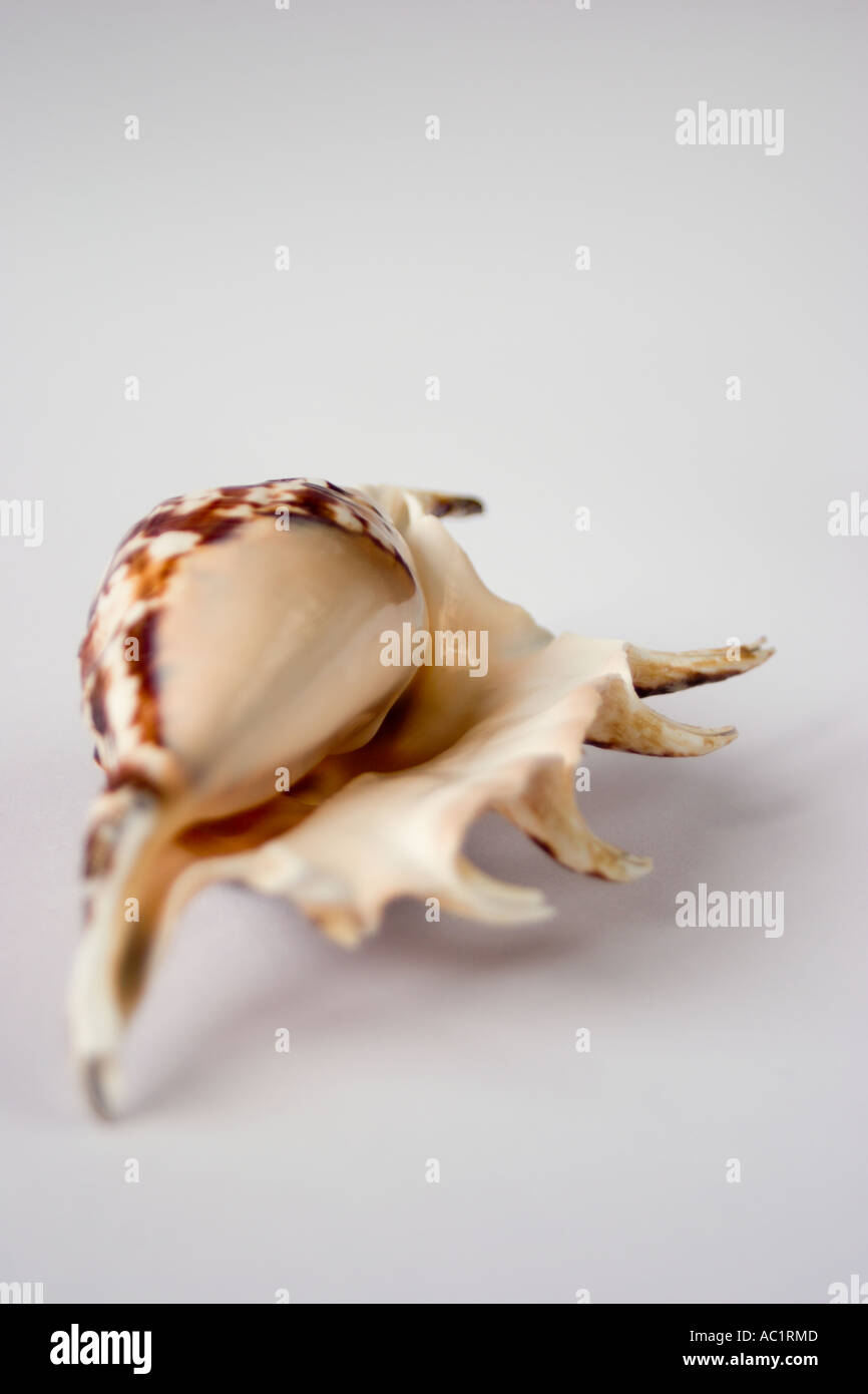unusual shell on white background Stock Photo - Alamy
