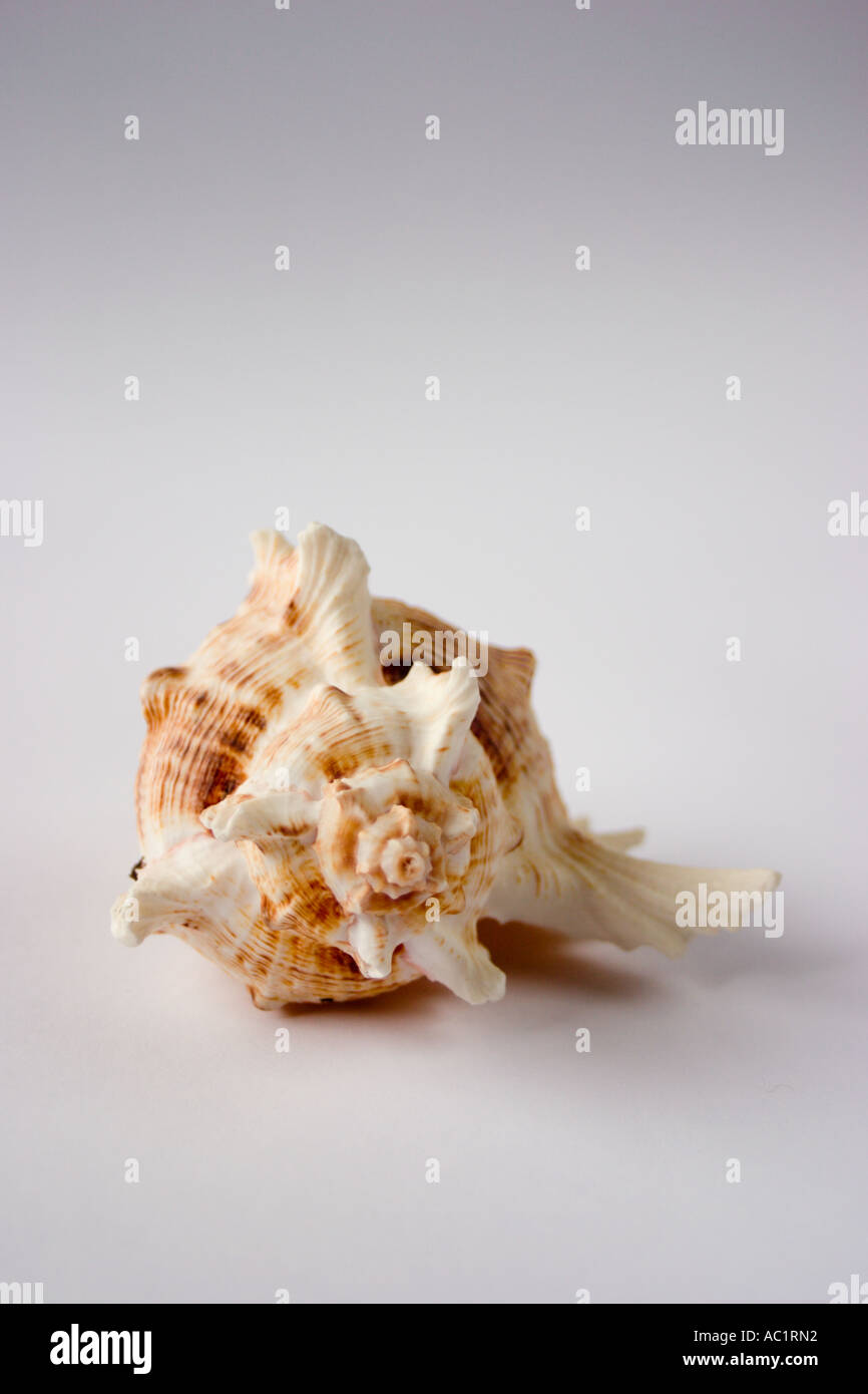 unusual shell on white background Stock Photo - Alamy
