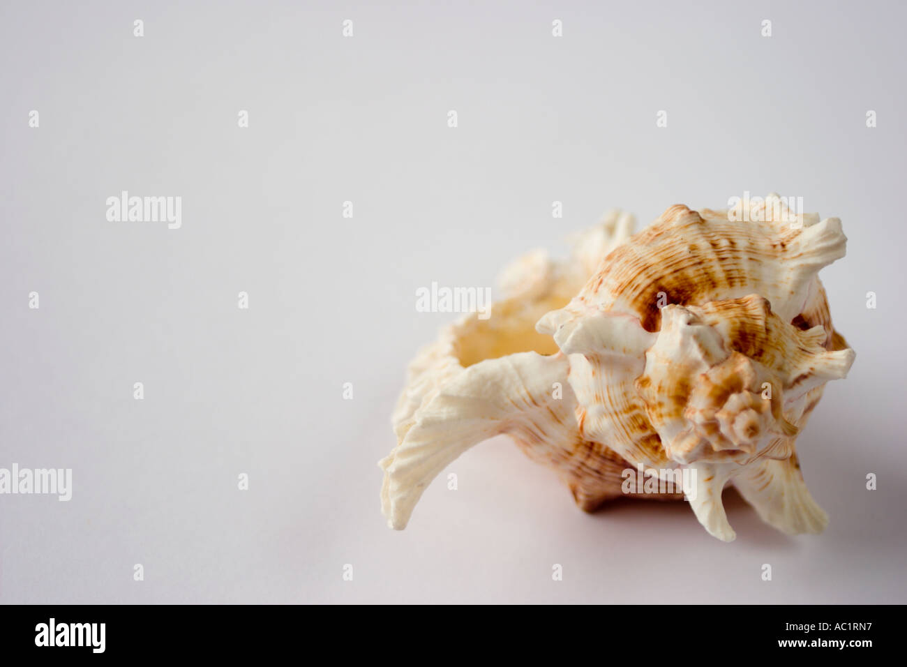 unusual shell on white background Stock Photo - Alamy