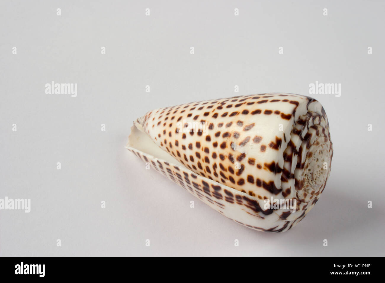 unusual shell on white background Stock Photo - Alamy