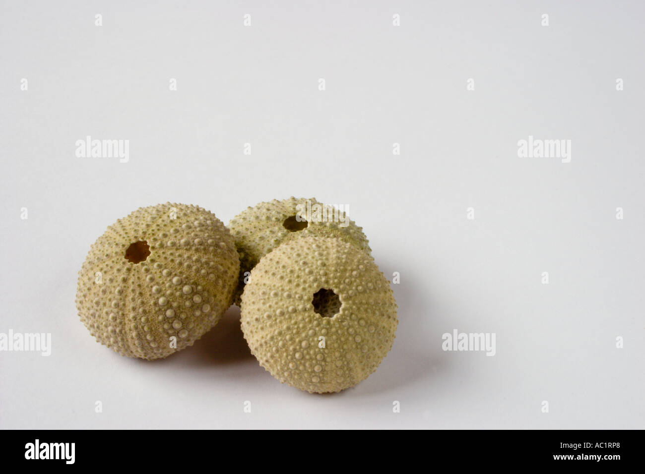unusual group of shells on white backgound Stock Photo - Alamy