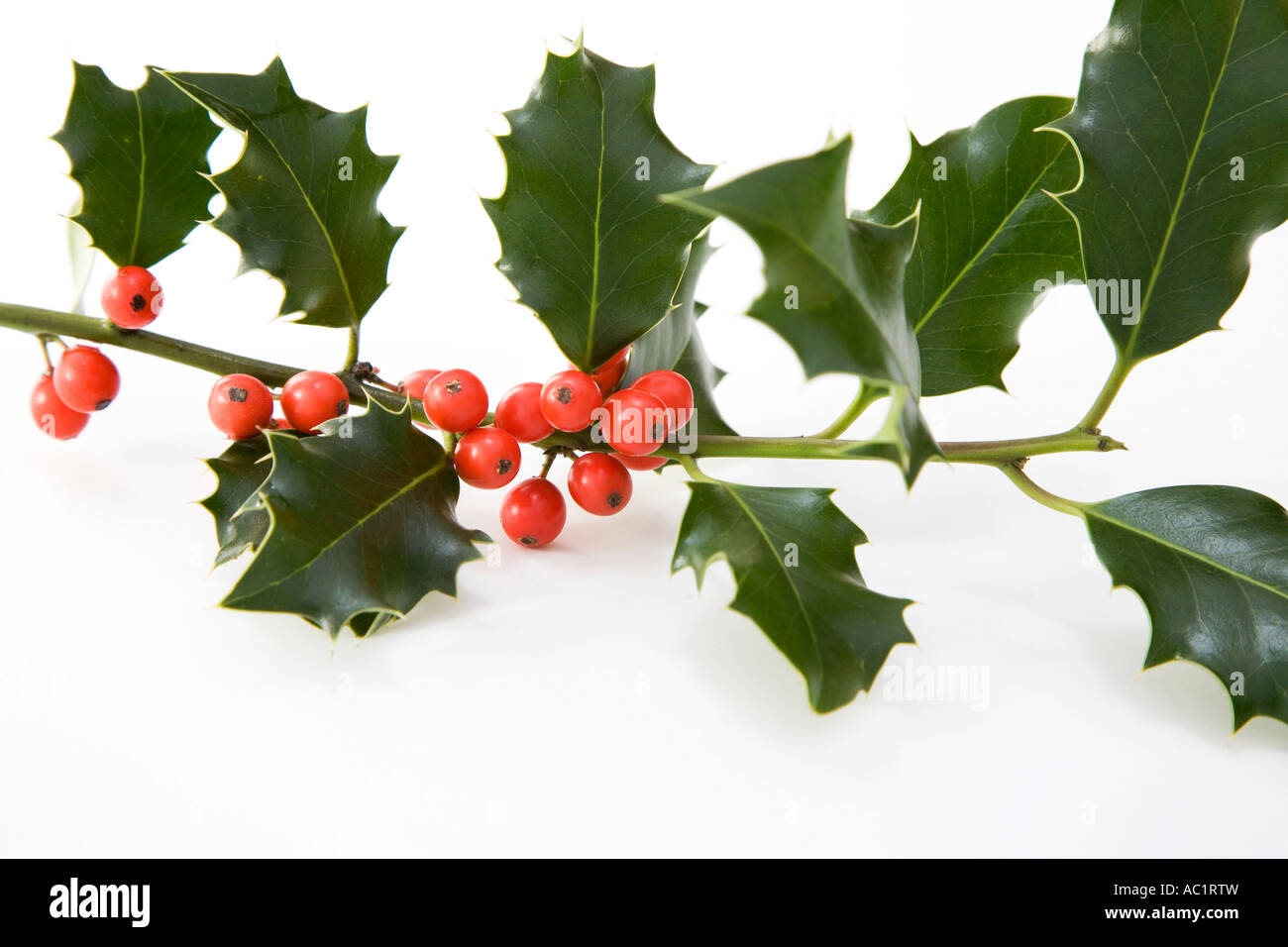 Holly twig, close-up Stock Photo - Alamy