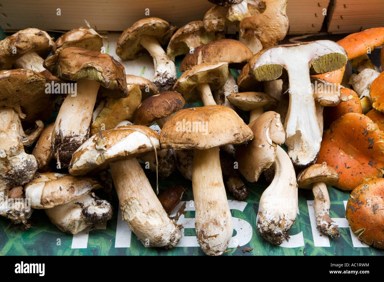 Boleti hi-res stock photography and images - Alamy