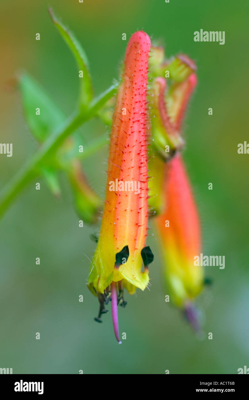 Cuphea Cyanea High Resolution Stock Photography and Images - Alamy