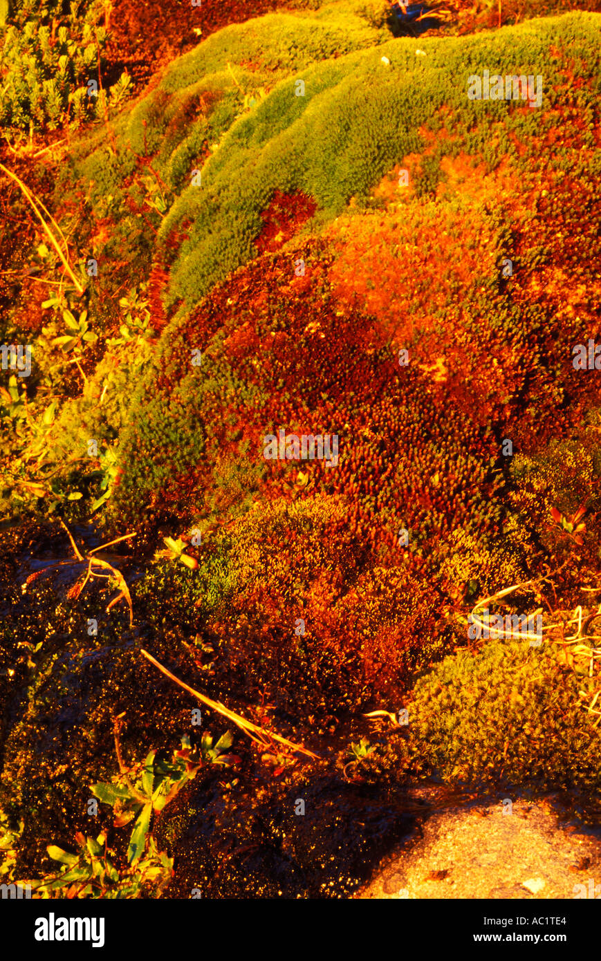 Moss in Terror Basin Picket Range North Cascades National Park ...
