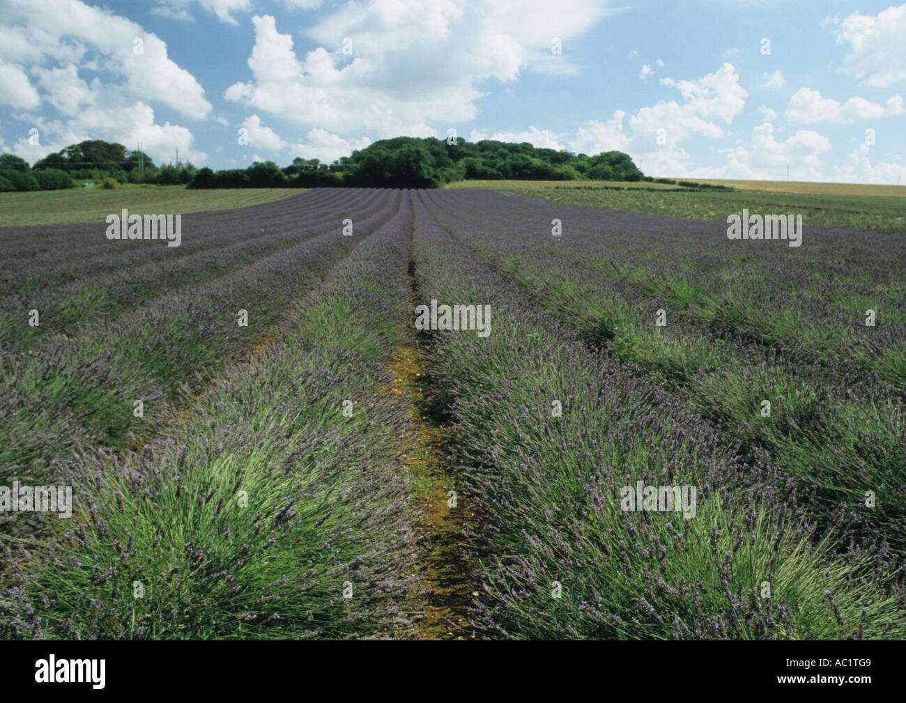 Norfolk countryside fields hi-res stock photography and images - Alamy