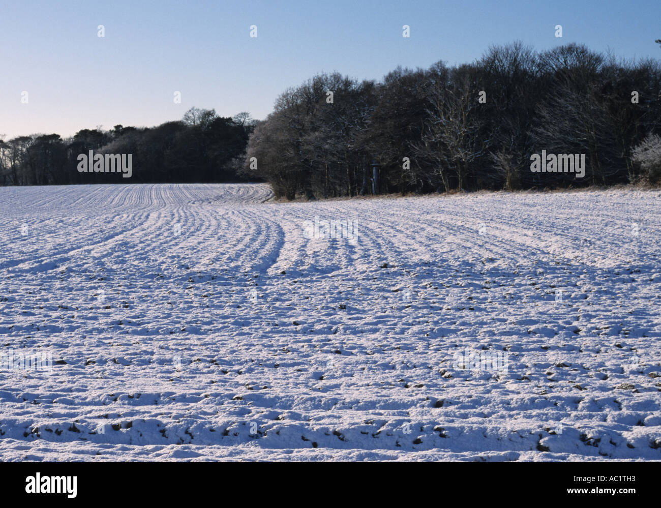 Snow On The Benacre Estate in Suffolk Uk Stock Photo - Alamy