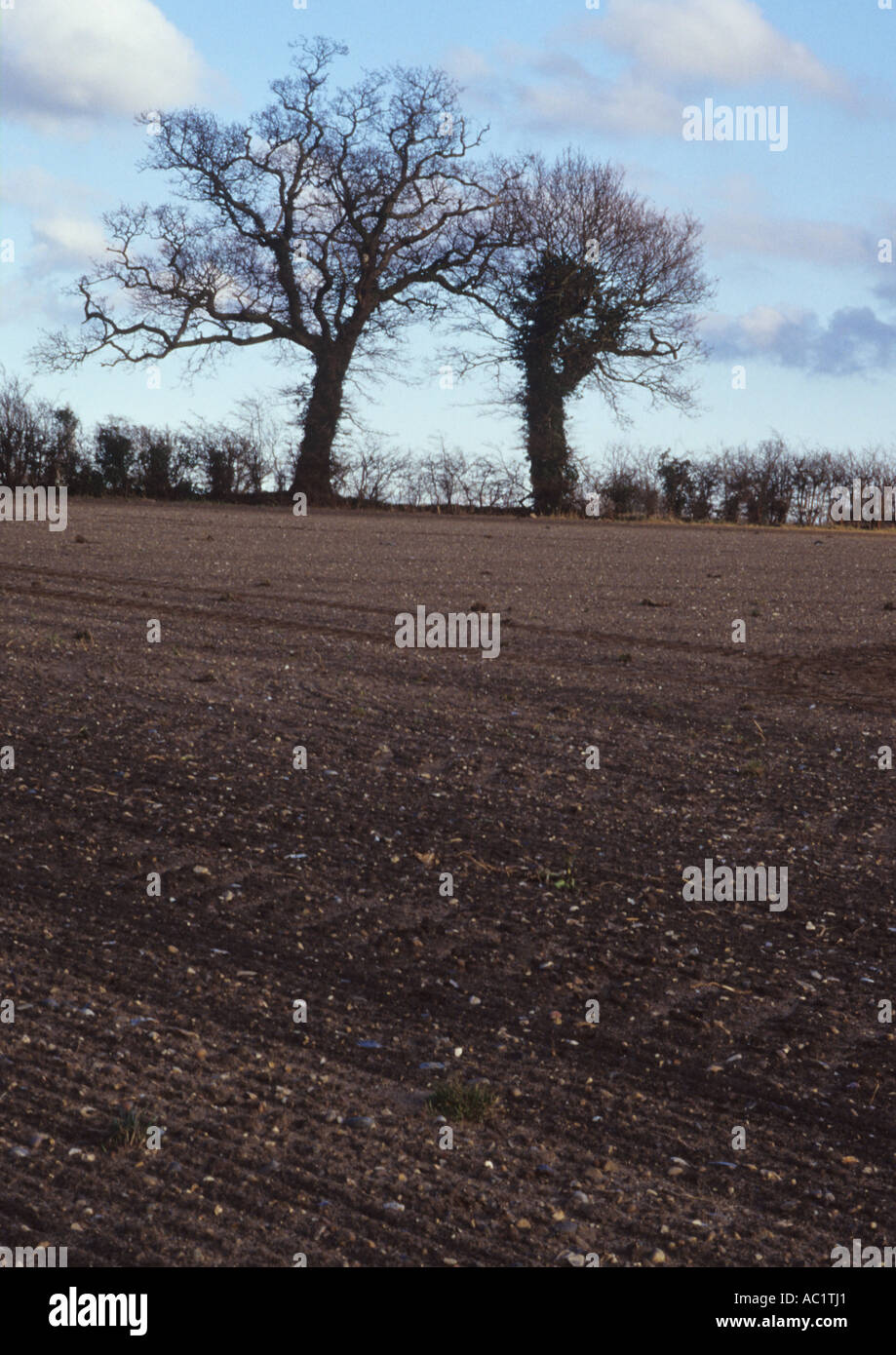 Suffolk uk winter tree hi-res stock photography and images - Alamy