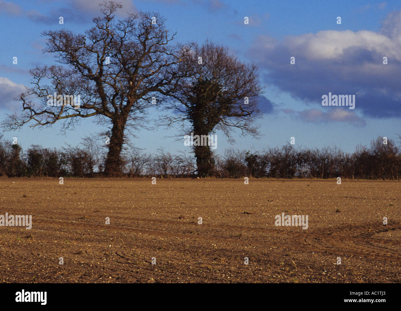 Trees In Field in Suffolk Uk Stock Photo - Alamy