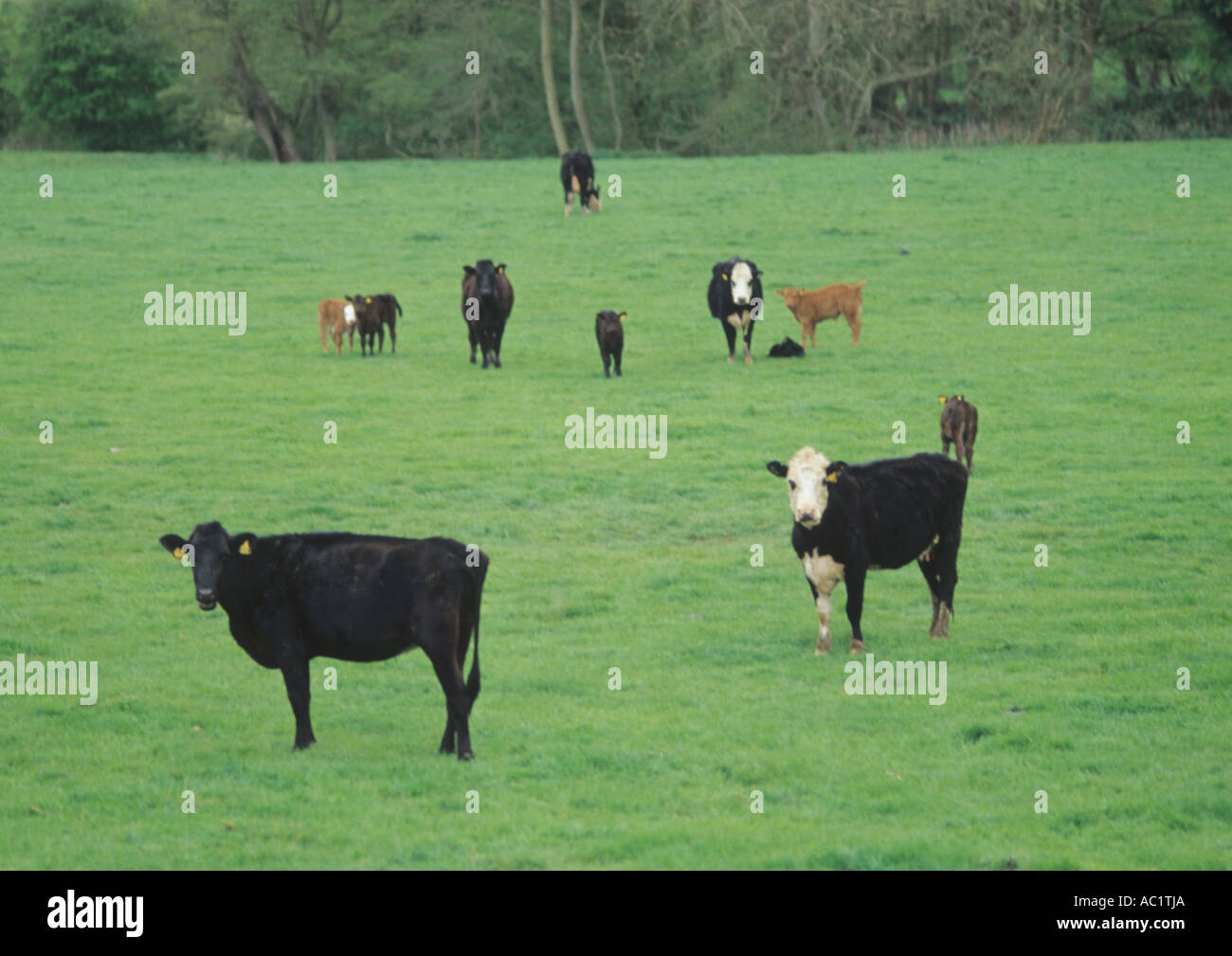 Suffolk cows hi-res stock photography and images - Alamy