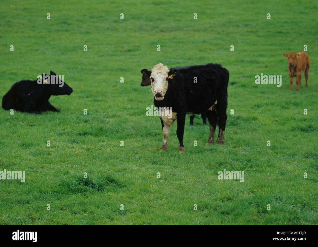 Cows and calves in field hi-res stock photography and images - Alamy