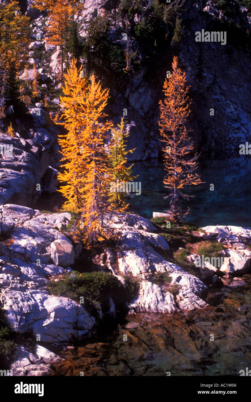 Fall larches deciduous conifer Larix along Stiletto Lake in North ...
