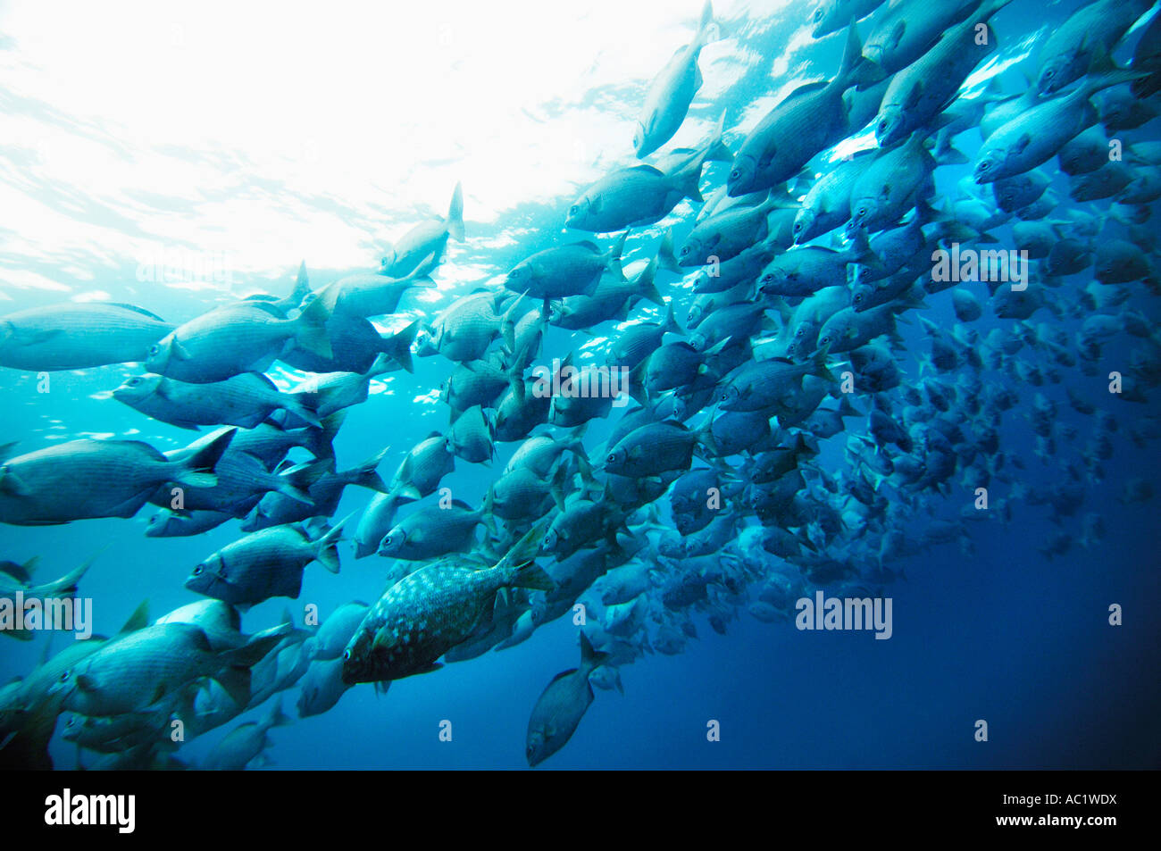 Rays Bream High Resolution Stock Photography and Images - Alamy