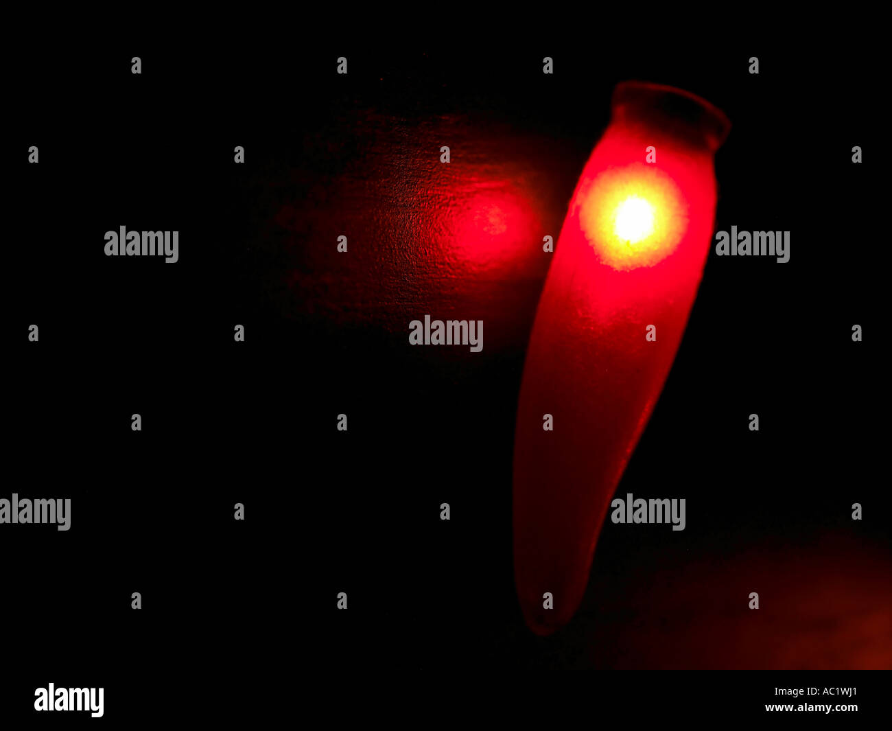 Chilli fairy lights hi-res stock photography and images - Alamy