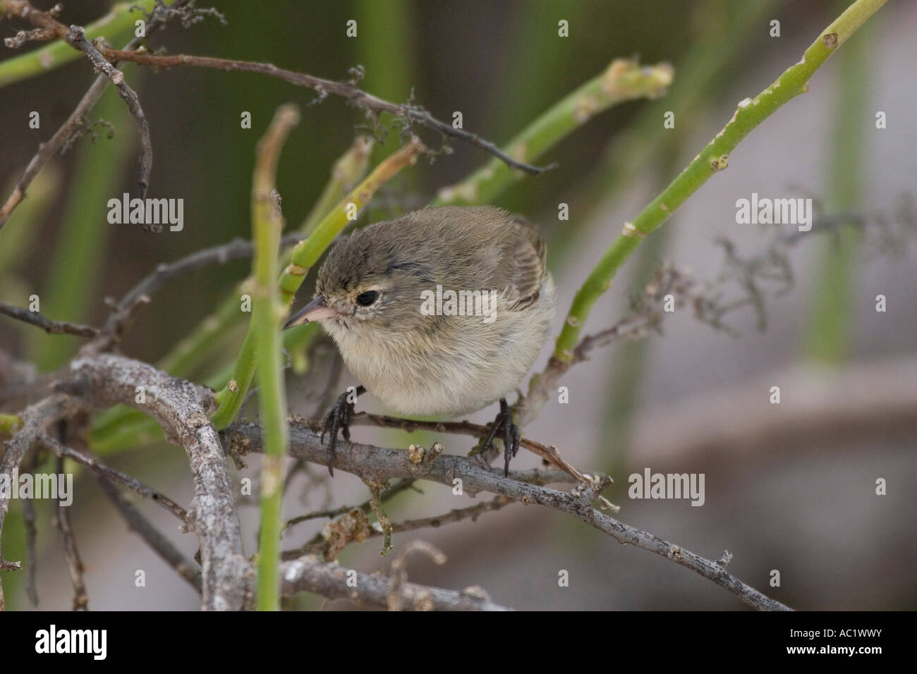 Warbler finch hi-res stock photography and images - Alamy
