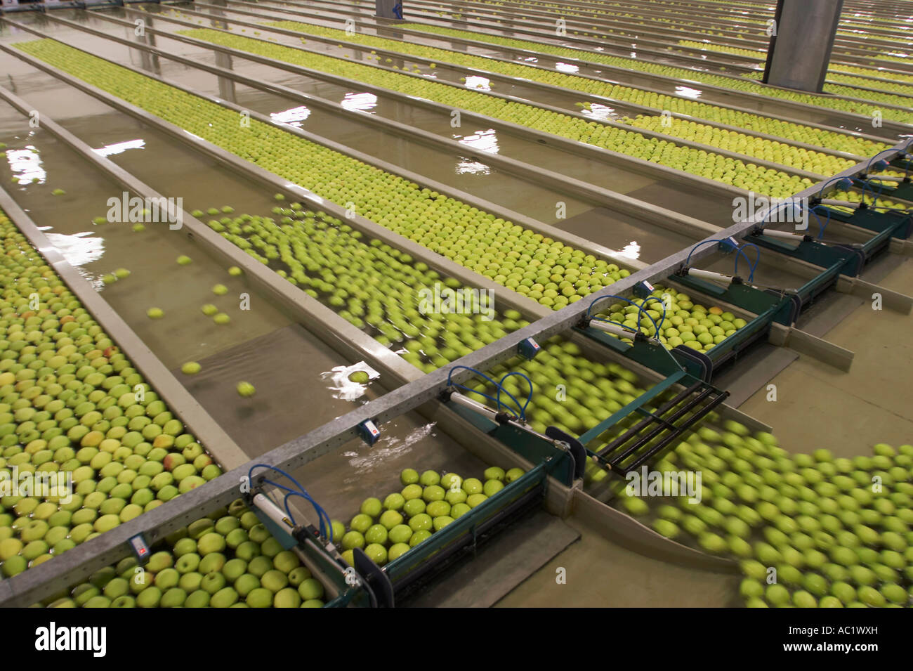 Apple sorter hi-res stock photography and images - Alamy