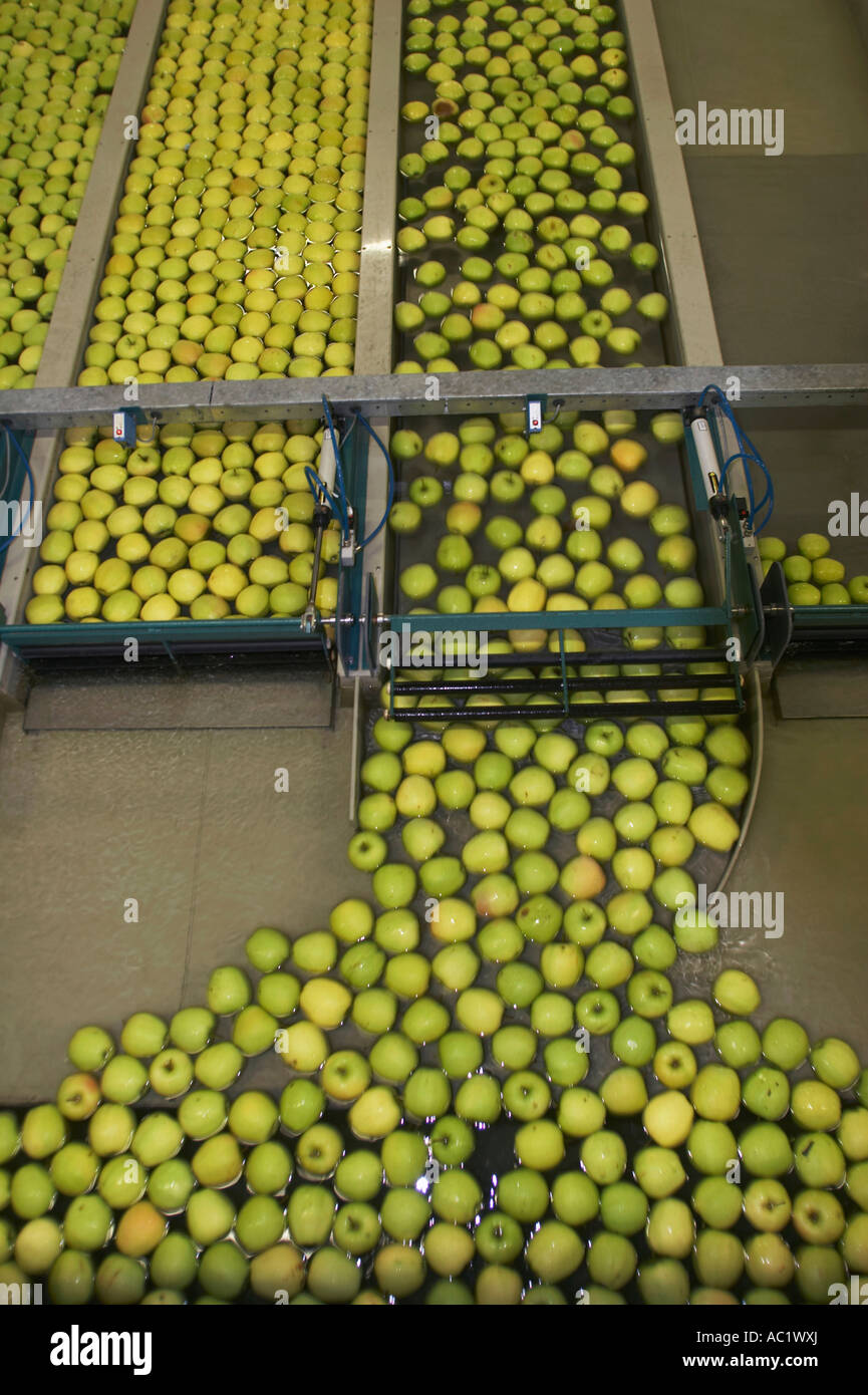 Apple sorter hi-res stock photography and images - Alamy